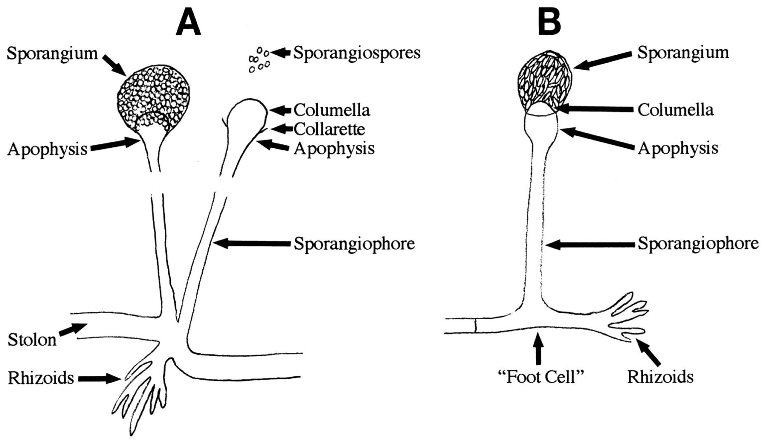 Difference Between Sporangiospores And Conidiospores [Here's The Answer ...